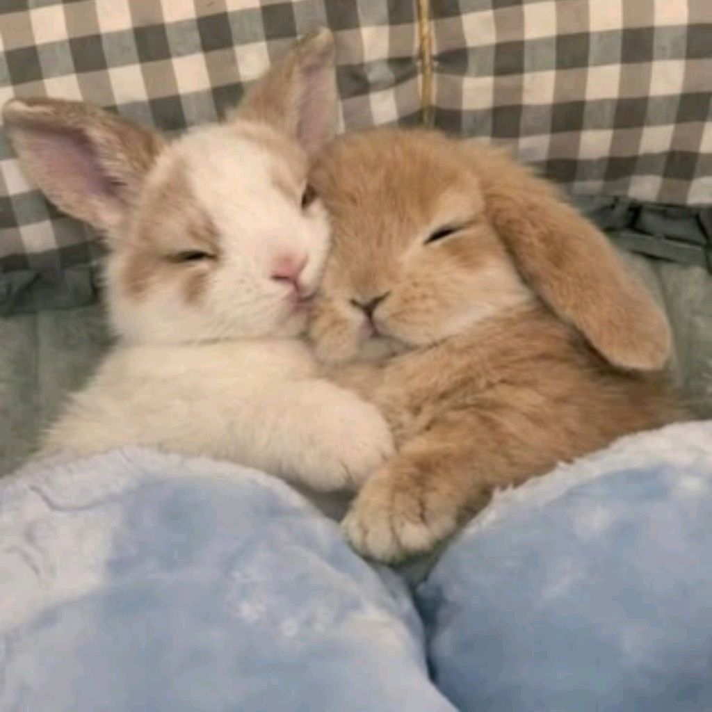 Иконка канала Лекции