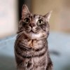 Иконка канала Серый Кот