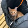 Иконка канала Кристина котики