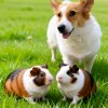 Иконка канала 🐾тяпа