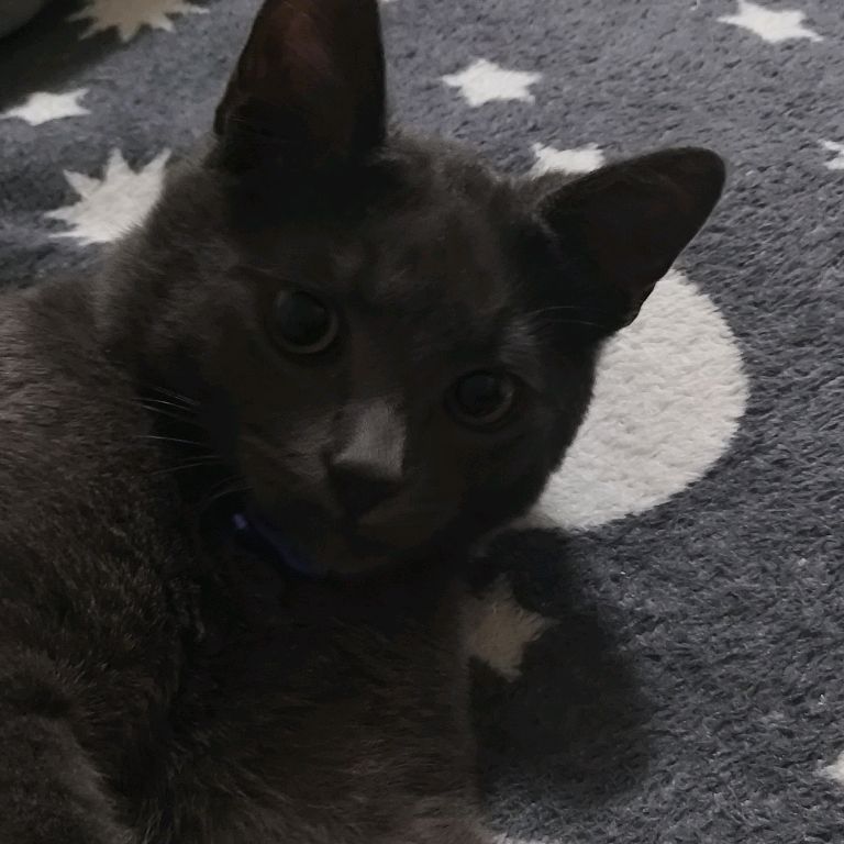 Иконка канала BodyaDelafee