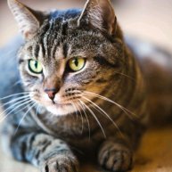 Иконка канала Крутой Барсик И Бро Буся КБ, И ББ