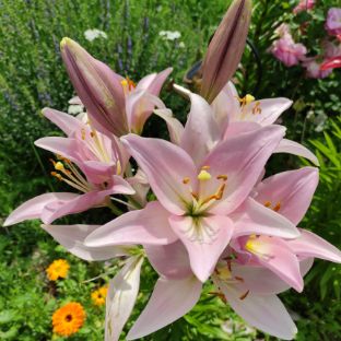 Иконка канала Эксперименты цветовода