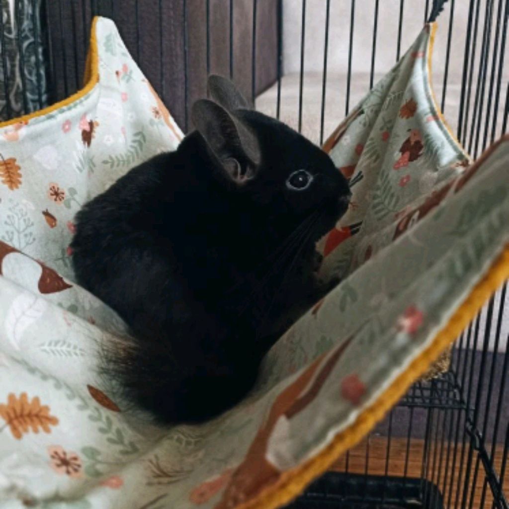 Иконка канала Шиншиллка🎃🖤