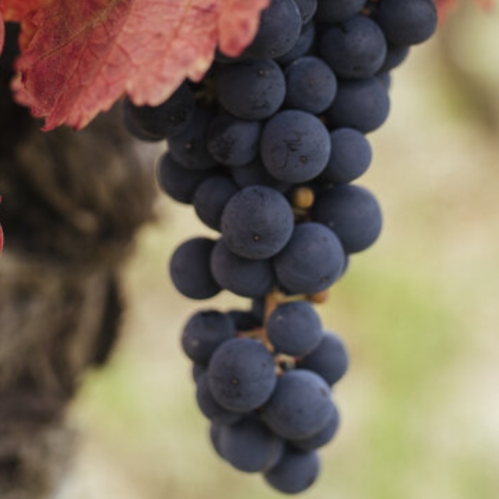 Иконка канала море в Керчи