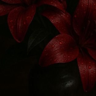 Иконка канала daashaa