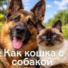 Иконка канала Как кошка с собакой