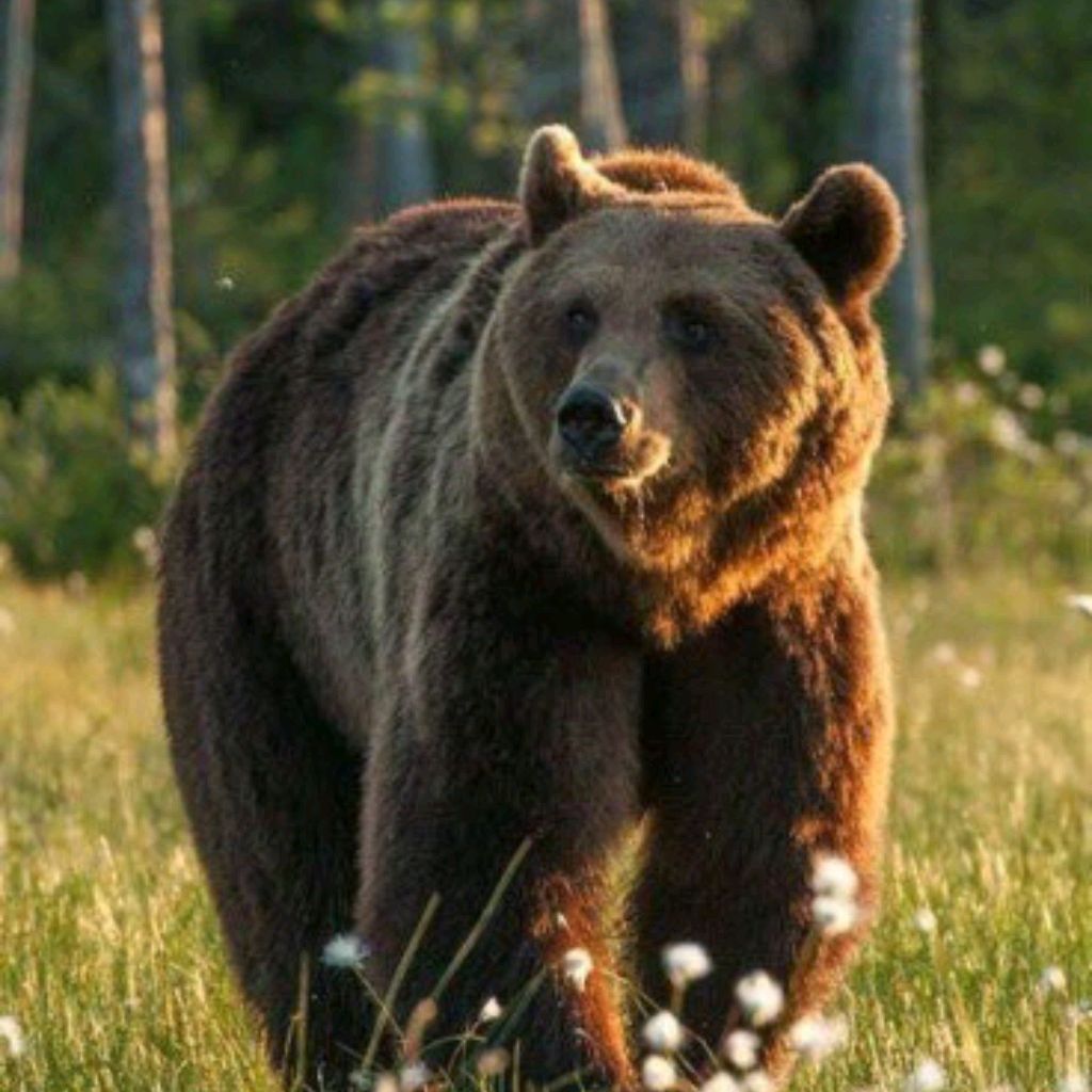 Иконка канала Bear