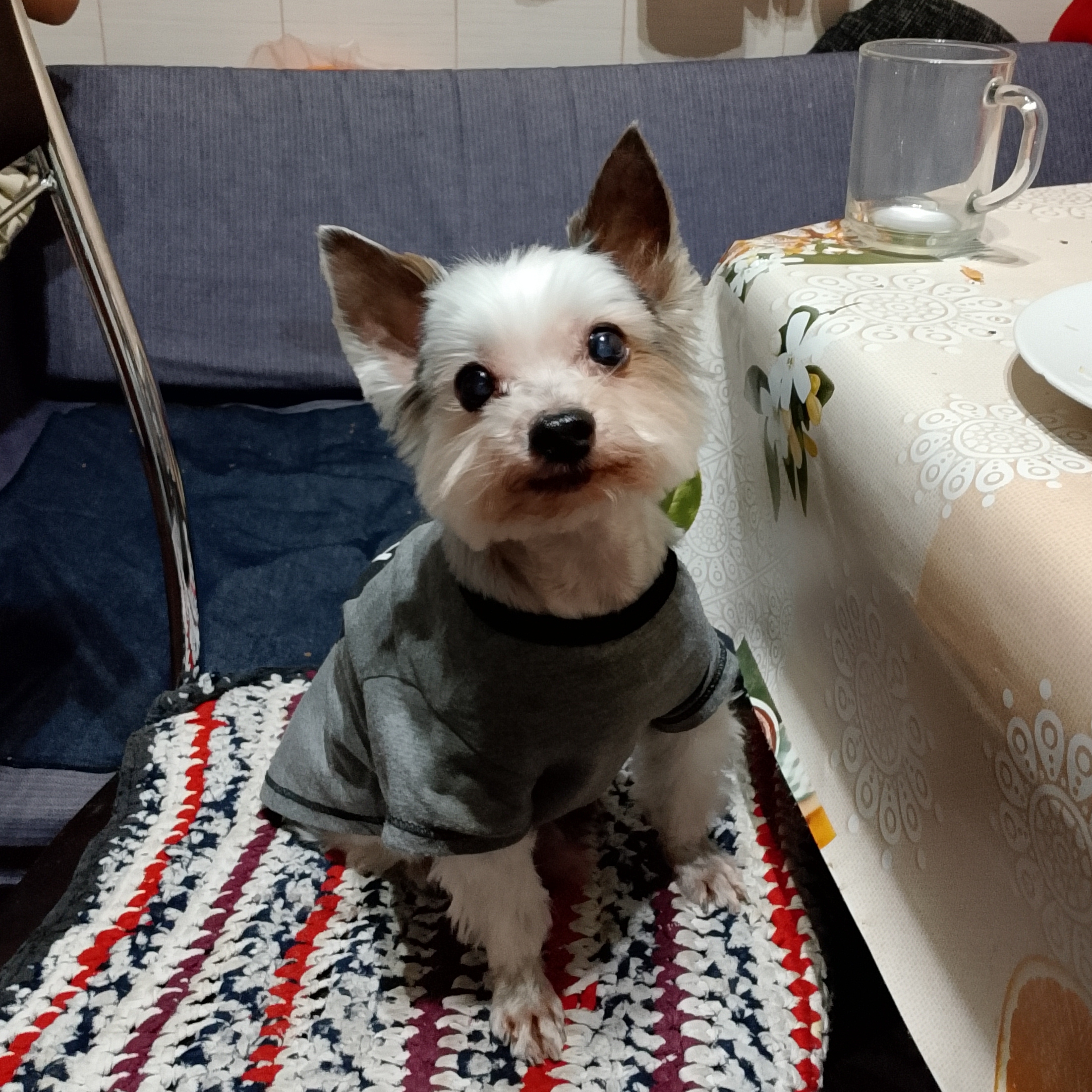 Иконка канала Собакен