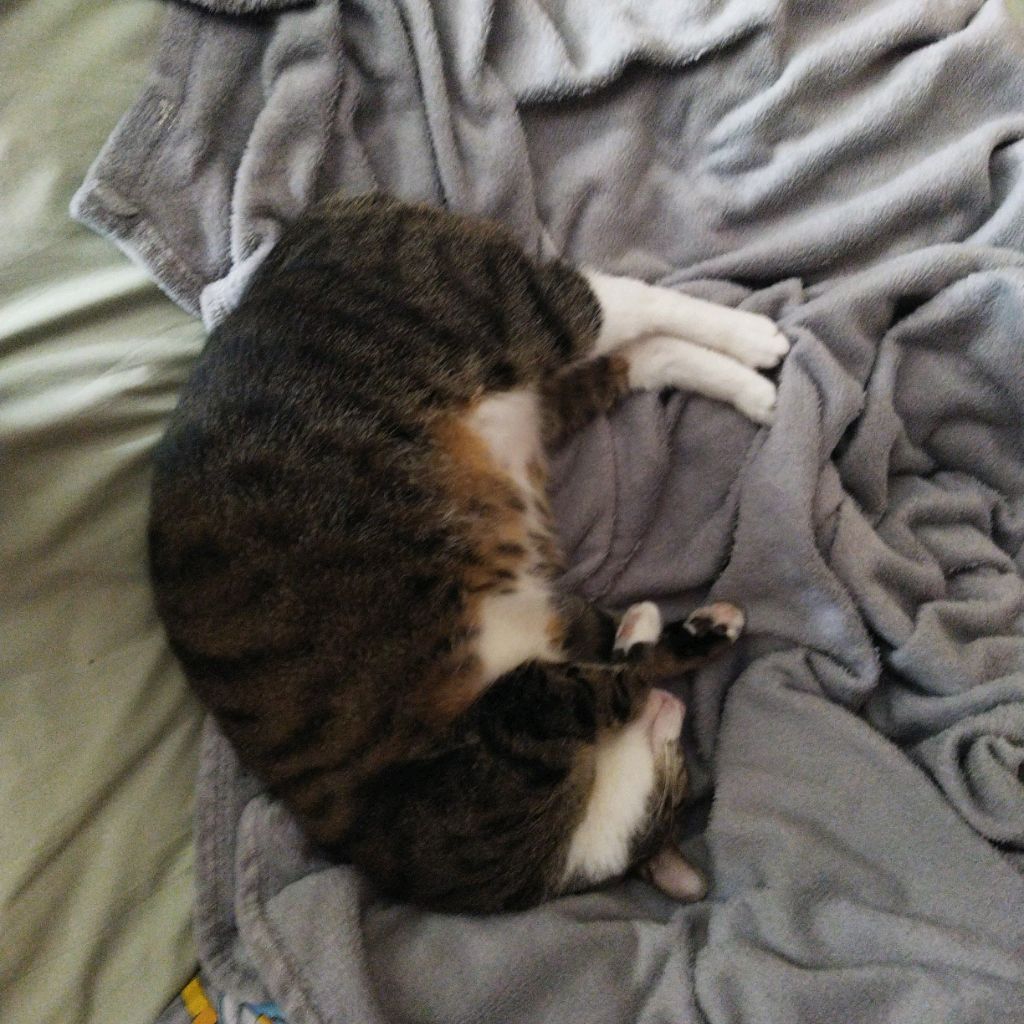 Иконка канала 🌸Бумажная Тока🌸