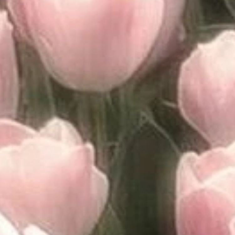 Иконка канала Alena PLAY