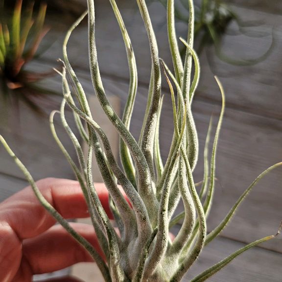 Иконка канала 33суккулента