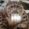 Иконка канала Миражи Алтая