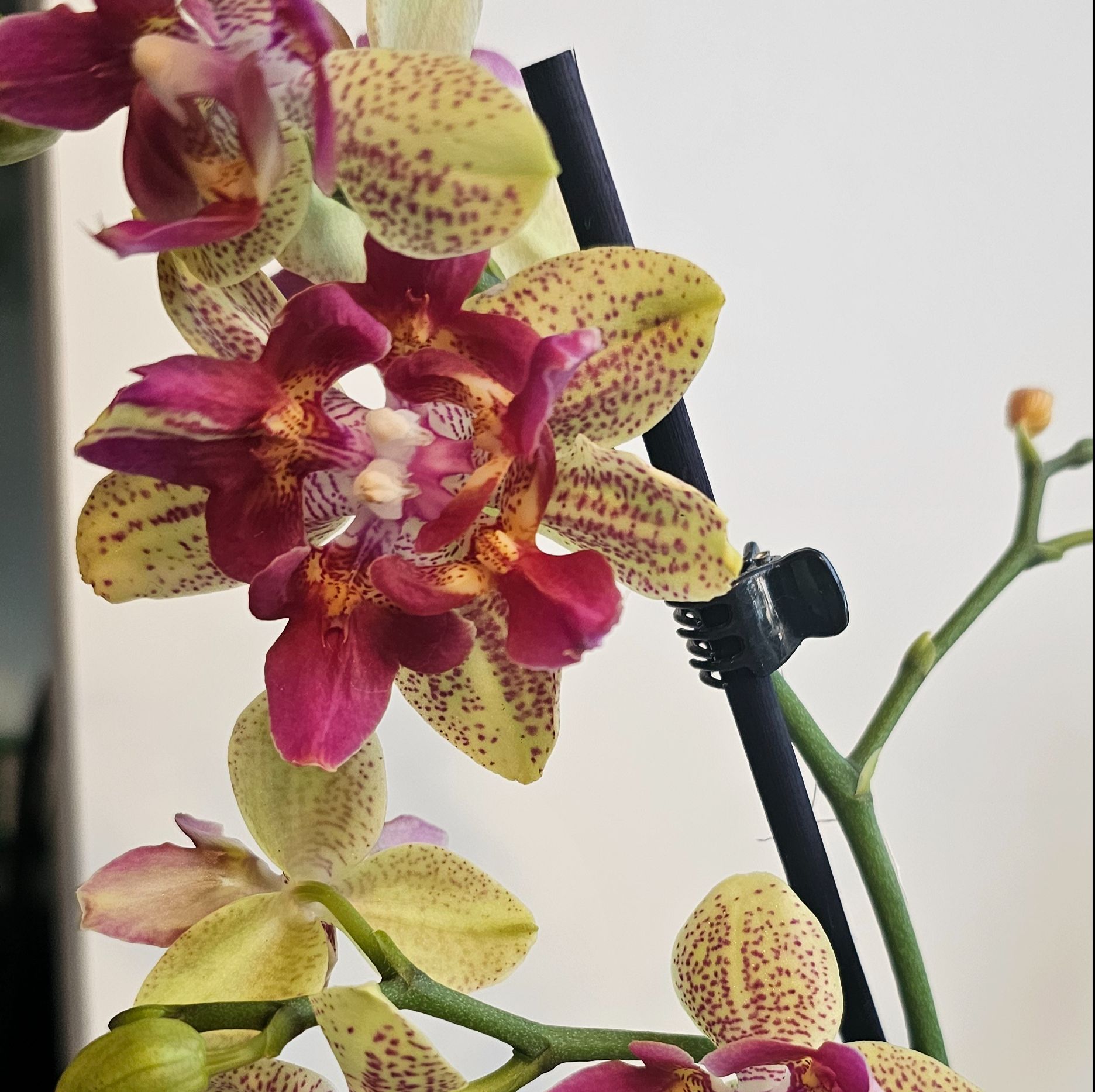 Иконка канала Зацвели! Орхидеи с Ксенией Мугалимовой