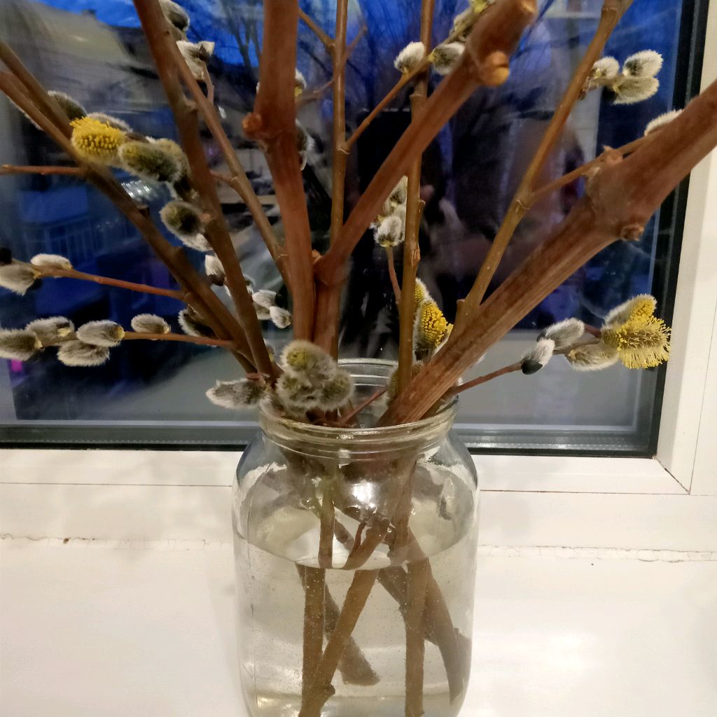 Иконка канала Природа Мордовии