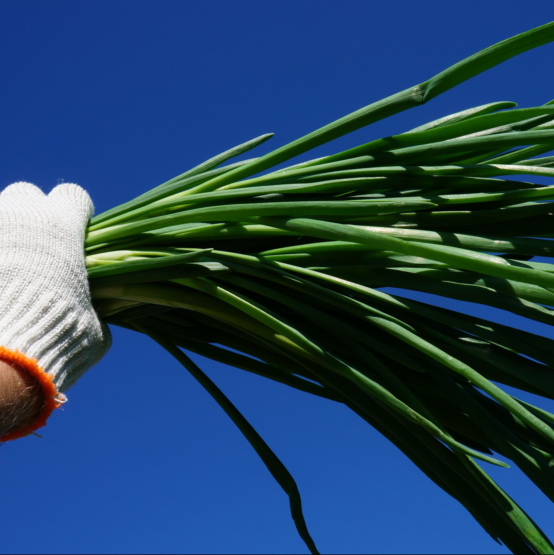 Иконка канала Зелёный лук