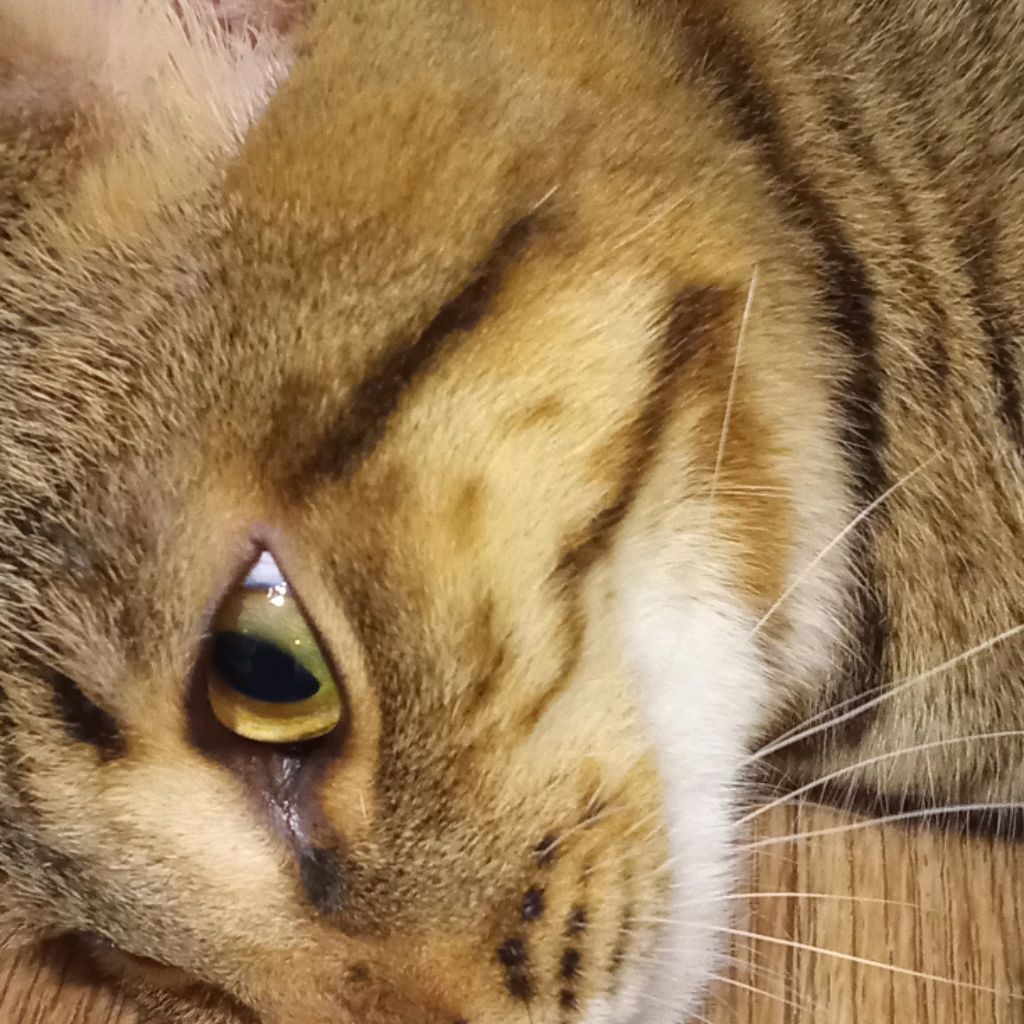 Иконка канала Мимик Бро