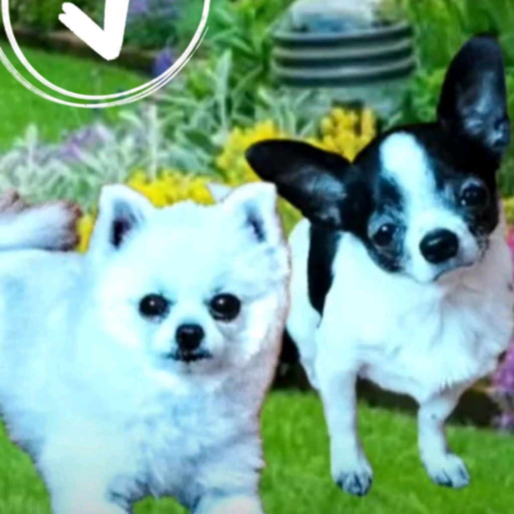 Иконка канала ШКОЛА ЮНЫХ ВЕТЕРИНАРОВ