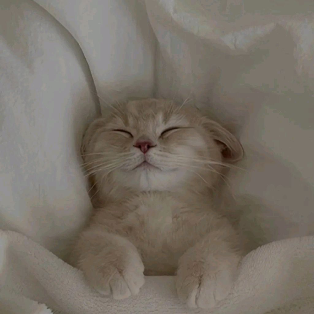 Иконка канала K1tten