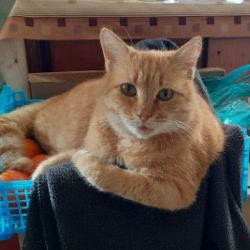 Иконка канала ВСЯКАЯ ВСЯЧИНА