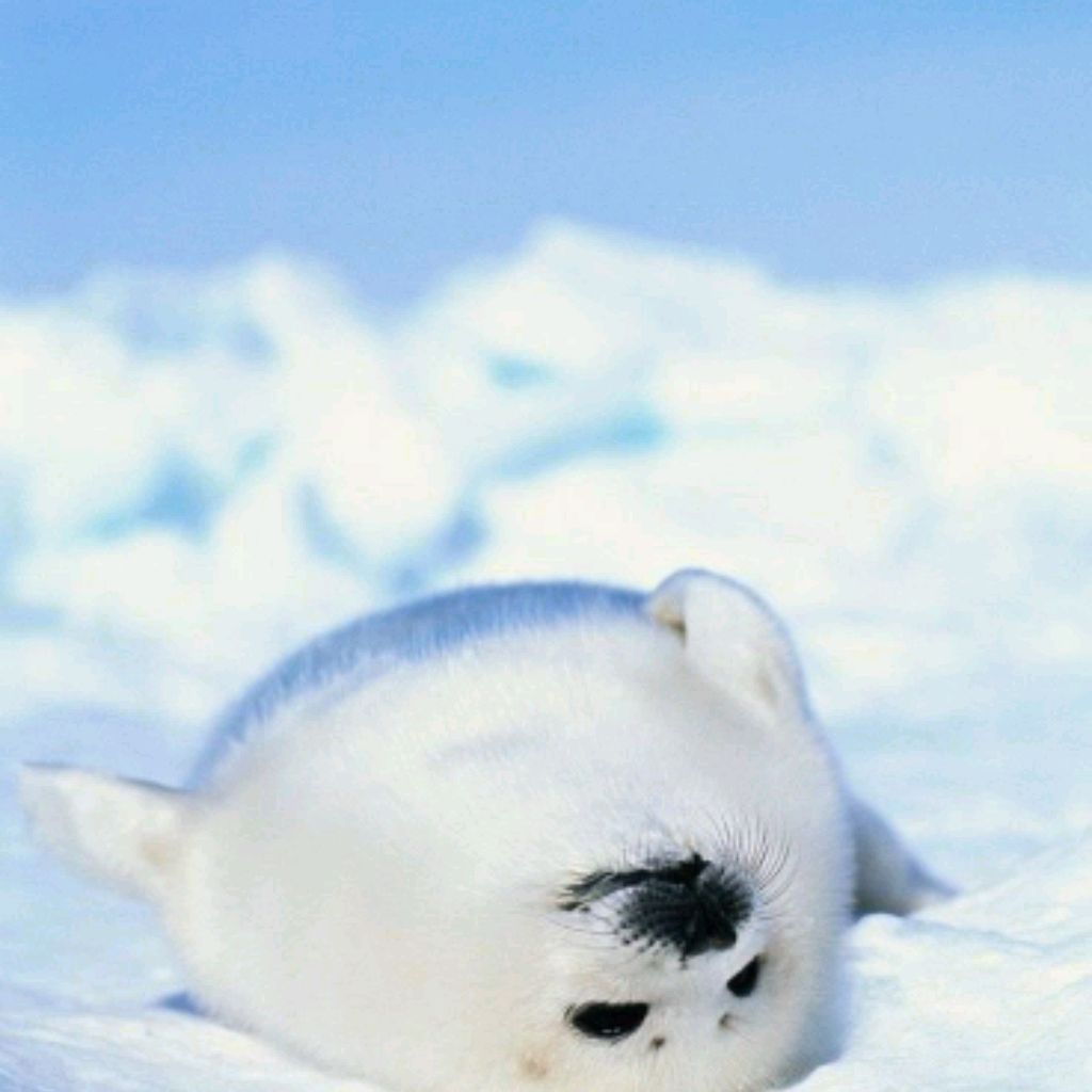 Иконка канала Злой Пельмешик