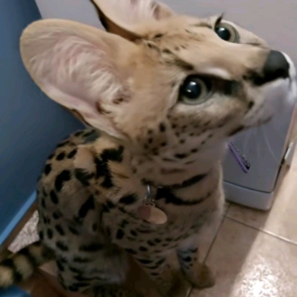 Иконка канала Зверонок