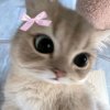 Иконка канала Риска и Миська