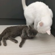 Иконка канала Коты Мяу Мяу 🐈 🐯🐯🐯