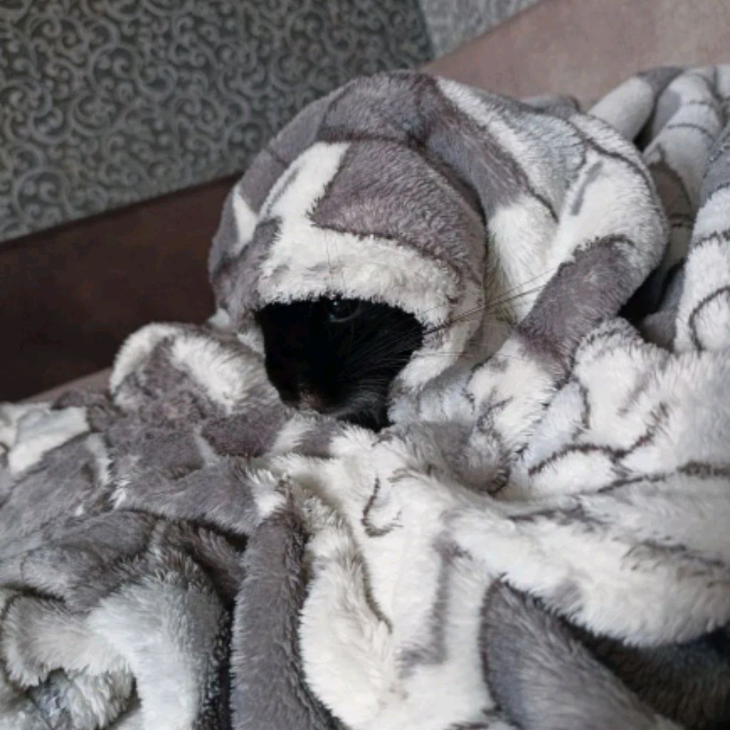 Иконка канала Шиншиллка🎃🖤