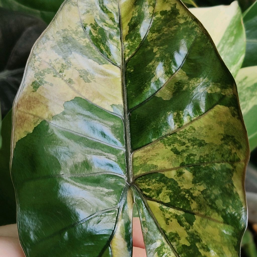 Иконка канала ФлораБум Комнатные Растения