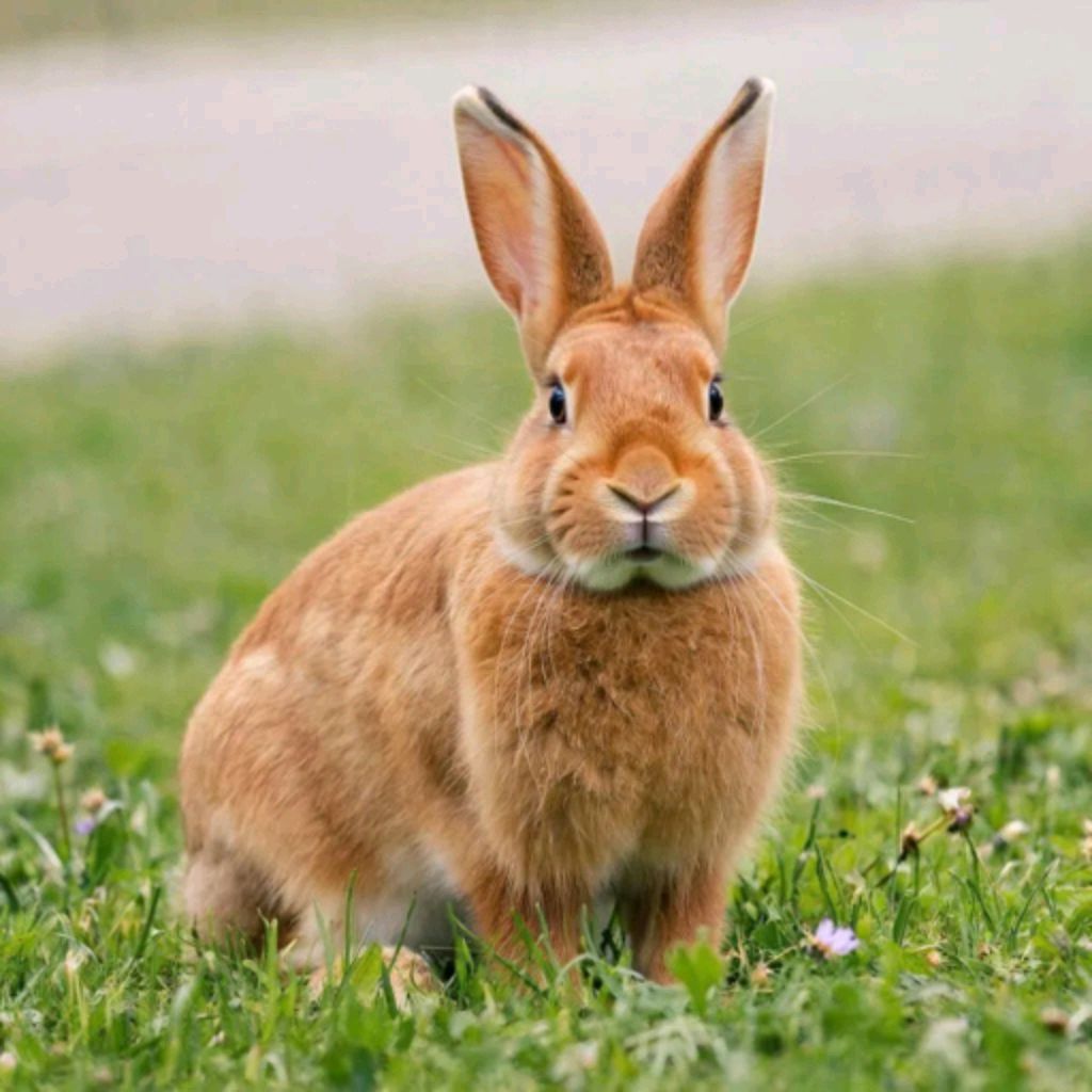 Иконка канала котики 1234568