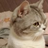 Иконка канала channel77511816