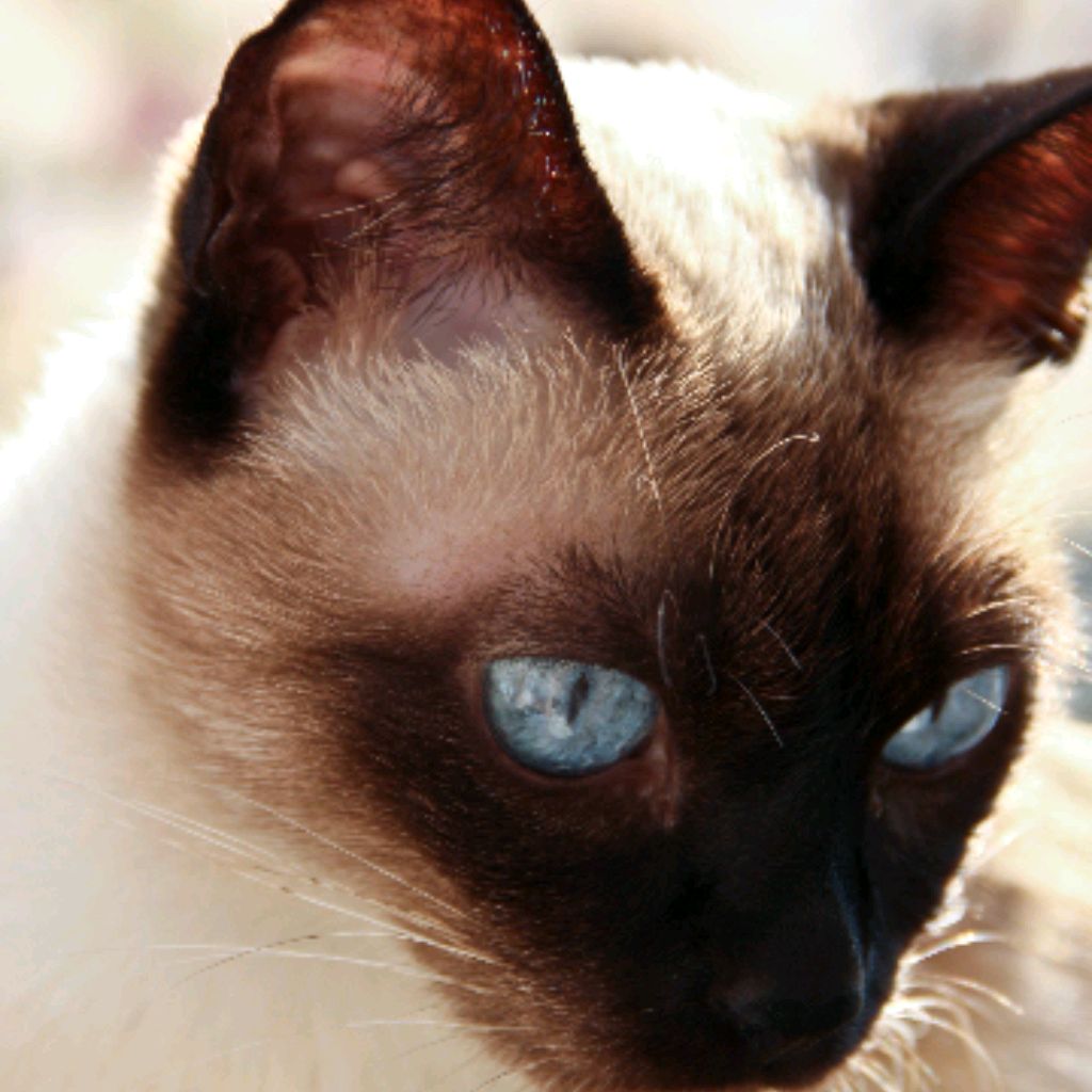 Иконка канала I Love Marsik 😸➡️💀. Хочу Моего Кота Потискать