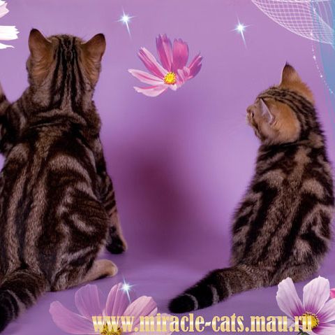 Иконка канала Британские Кошки Miracle Cats ) Елены Посланиченко