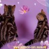 Иконка канала Британские Кошки Miracle Cats ) Елены Посланиченко