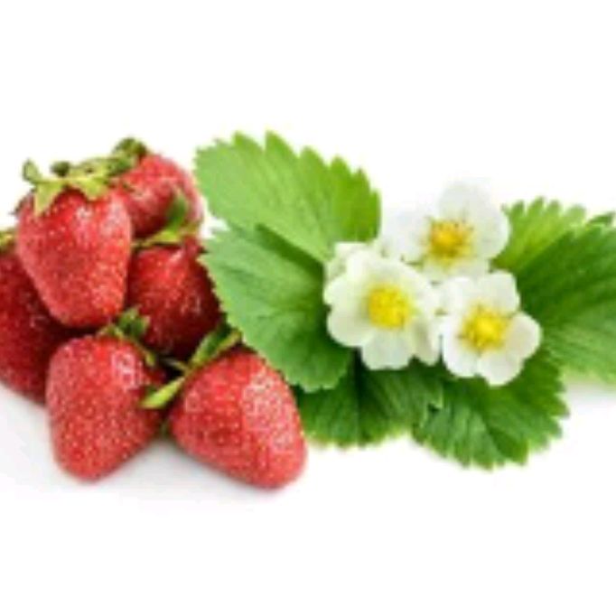 Иконка канала 🍓🍓🍓🍓 Клубника﹥=﹥