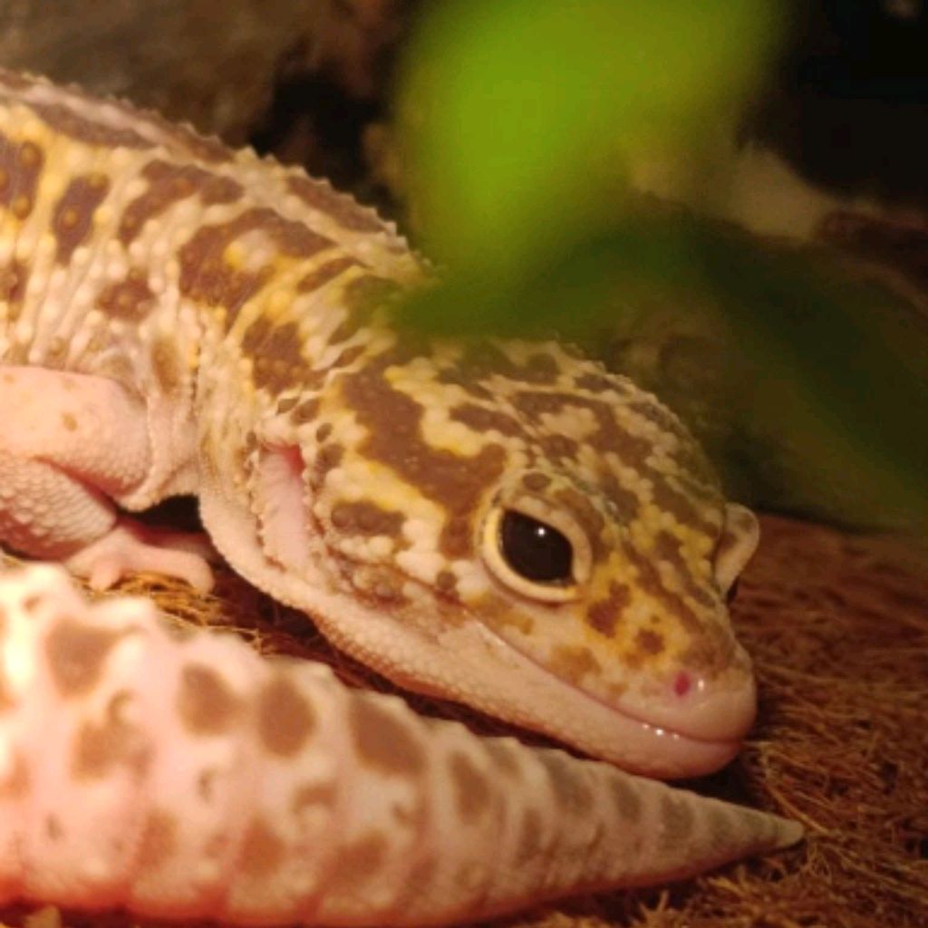 Иконка канала Mise0408 (Эублефар TV)