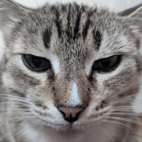 Иконка канала mishabam