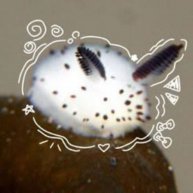 Иконка канала SeaBunny🌊