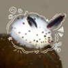 Иконка канала SeaBunny🌊