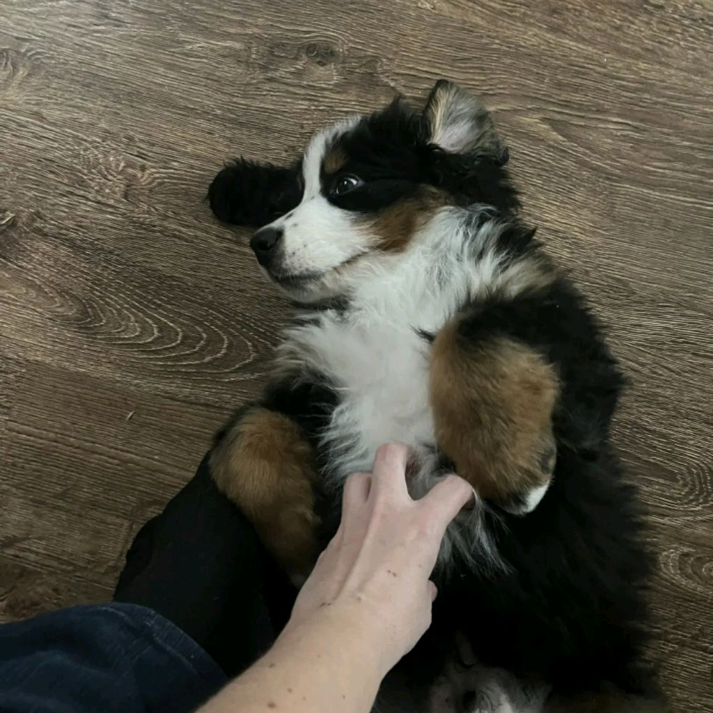 Иконка канала GRAPH 🐶🐾