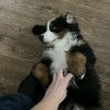 Иконка канала GRAPH 🐶🐾