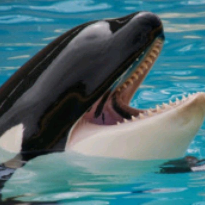 Иконка канала Коси