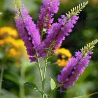 Иконка канала ВКУСНОСВЕНЕРОЙ