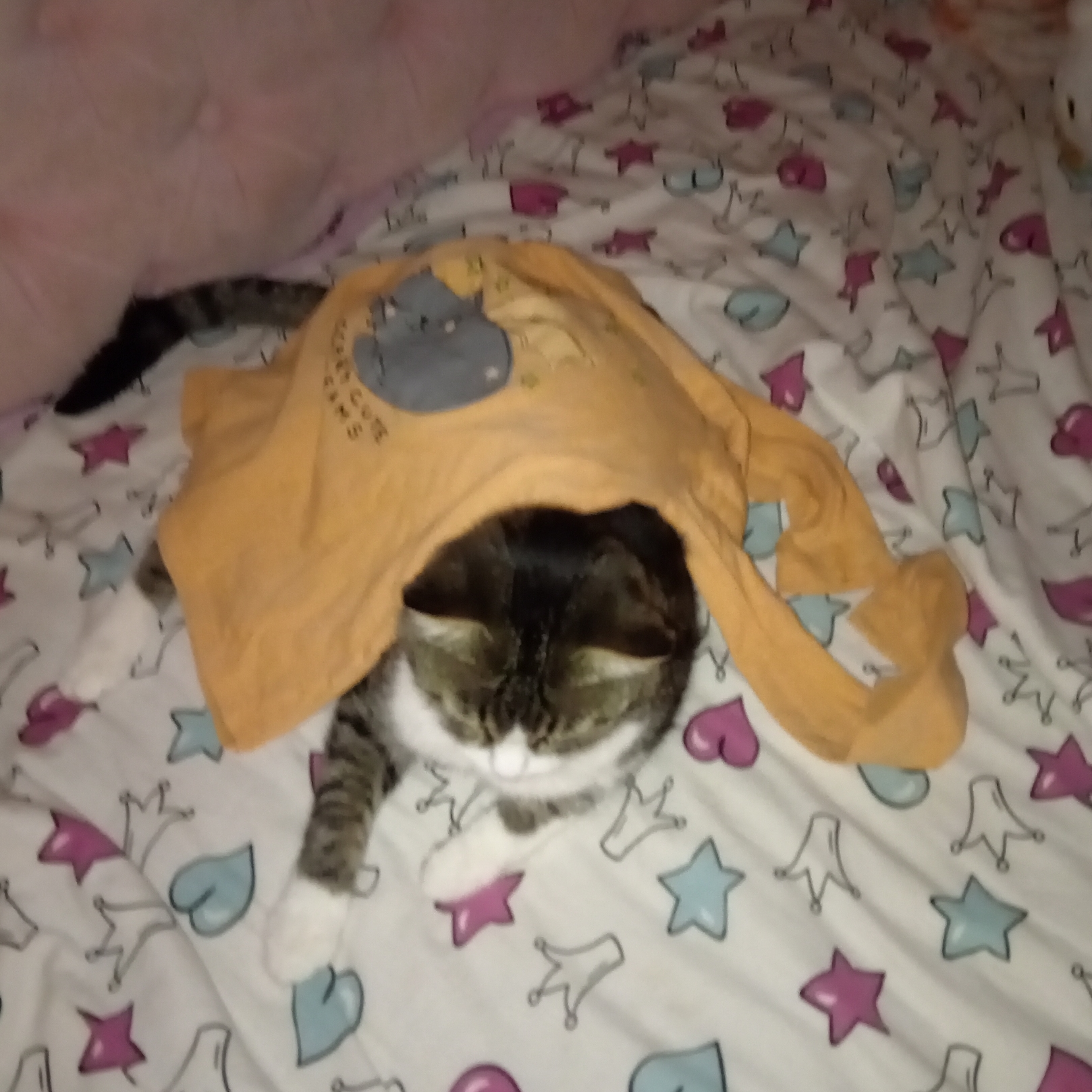 Иконка канала кот по имени Барс