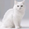 Иконка канала Белая Кошка 🐱 Games