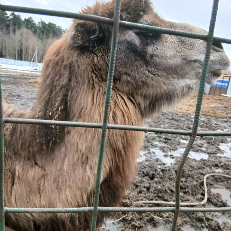 Иконка канала Даня Кеймер И Захар Из Игры Дабл Бабл 👍