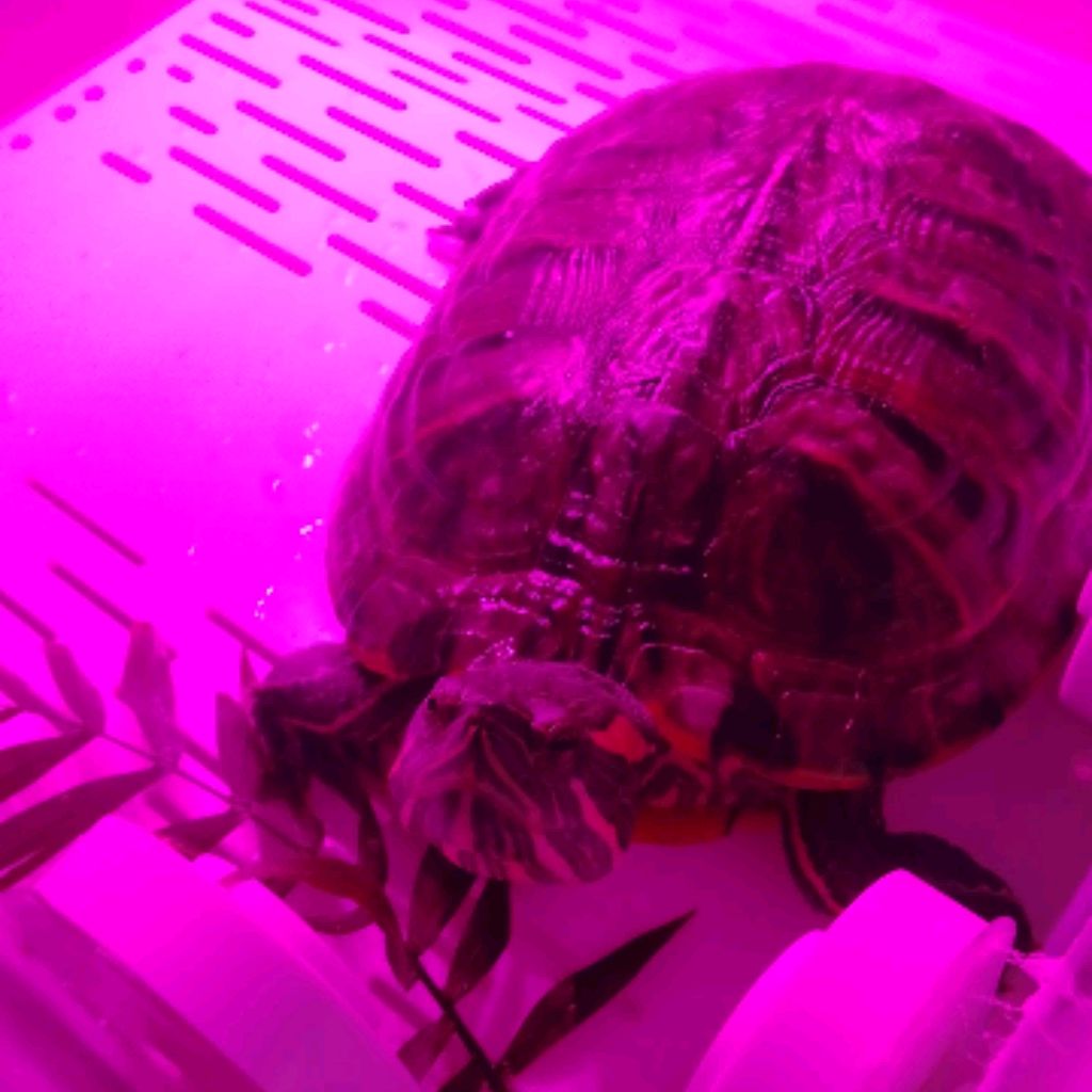 Иконка канала 🏝️Дикий Черепаха🐢