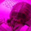 Иконка канала 🏝️Дикий Черепаха🐢