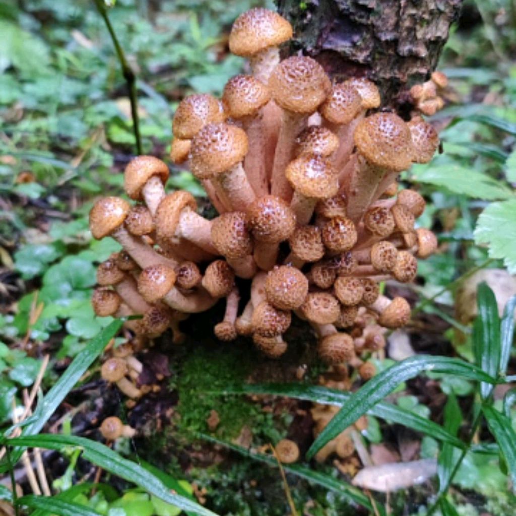 Иконка канала Хопёрский блогер